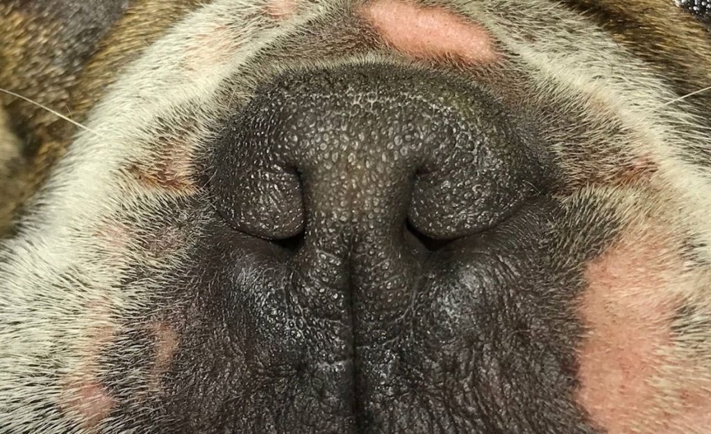 Case Study: Brachycephalic Syndrome - Northcote Animal Hospital